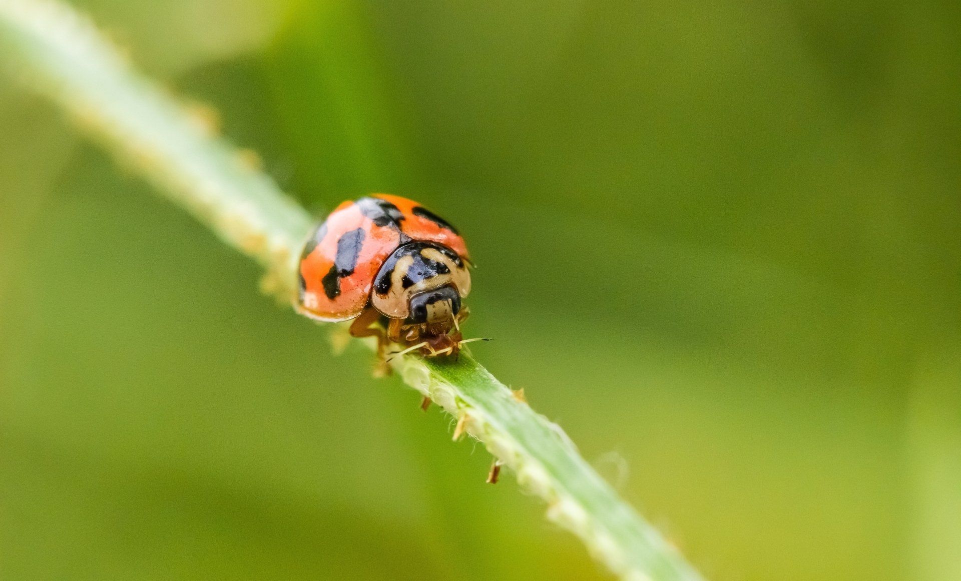 Facts About Asian Lady Beetles